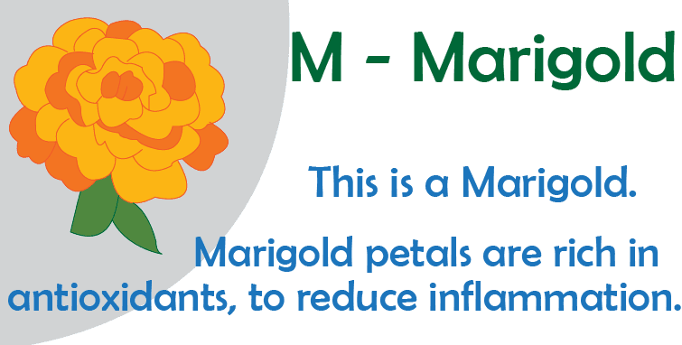 Describing Flowers Flash Cards | Math Fun Worksheets